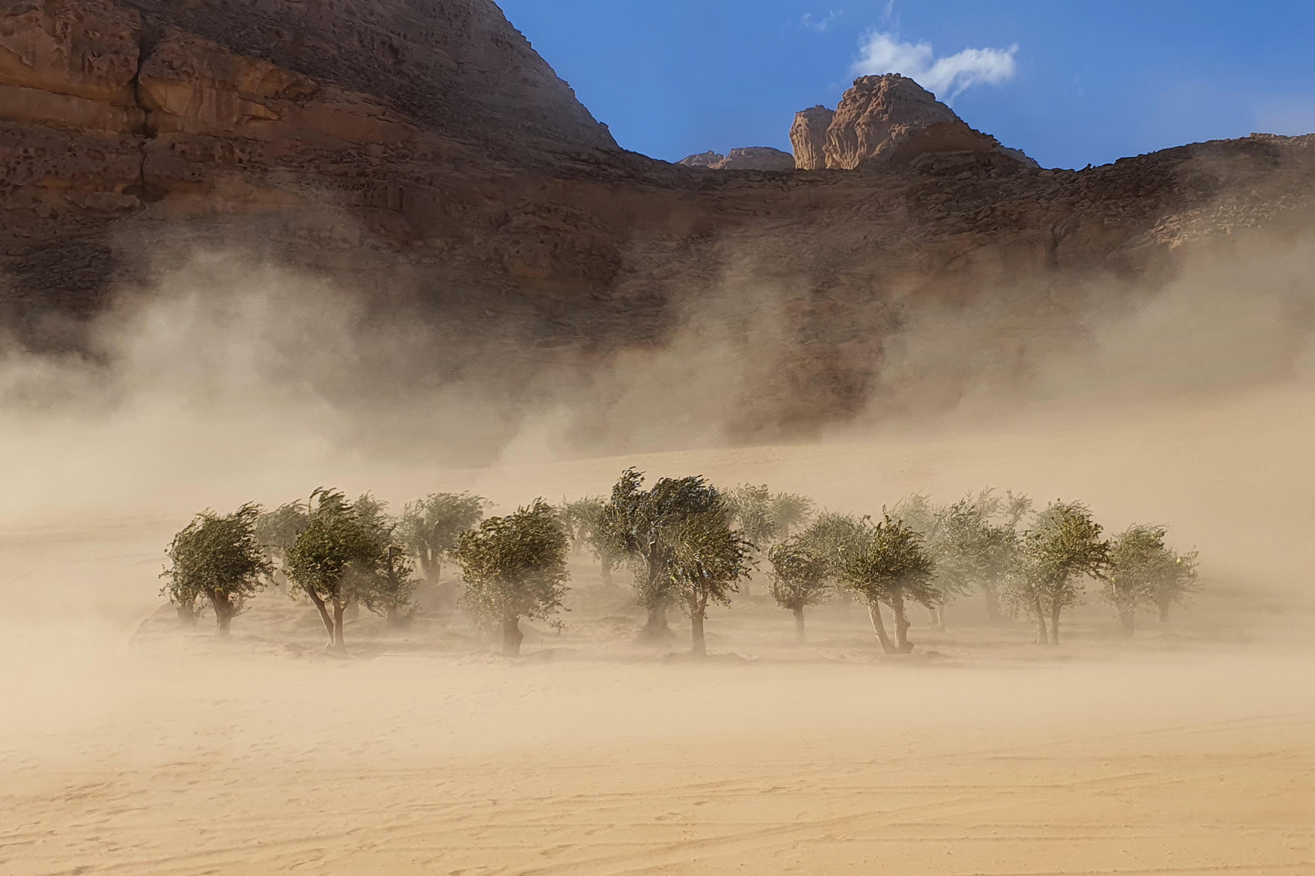 Khalil Rabah. Through the Palestinian Museum of Natural History and ...
